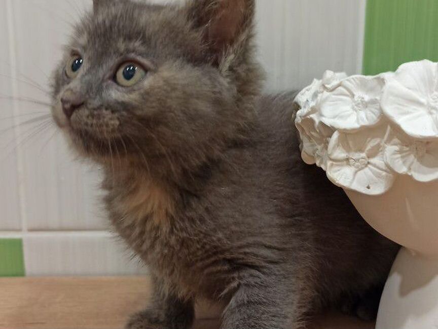 Котята девочки русская голубая ищут дом