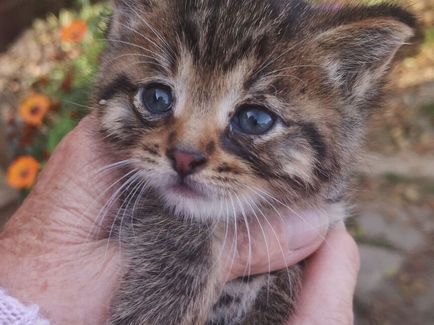 Кошка в дар бесплатно