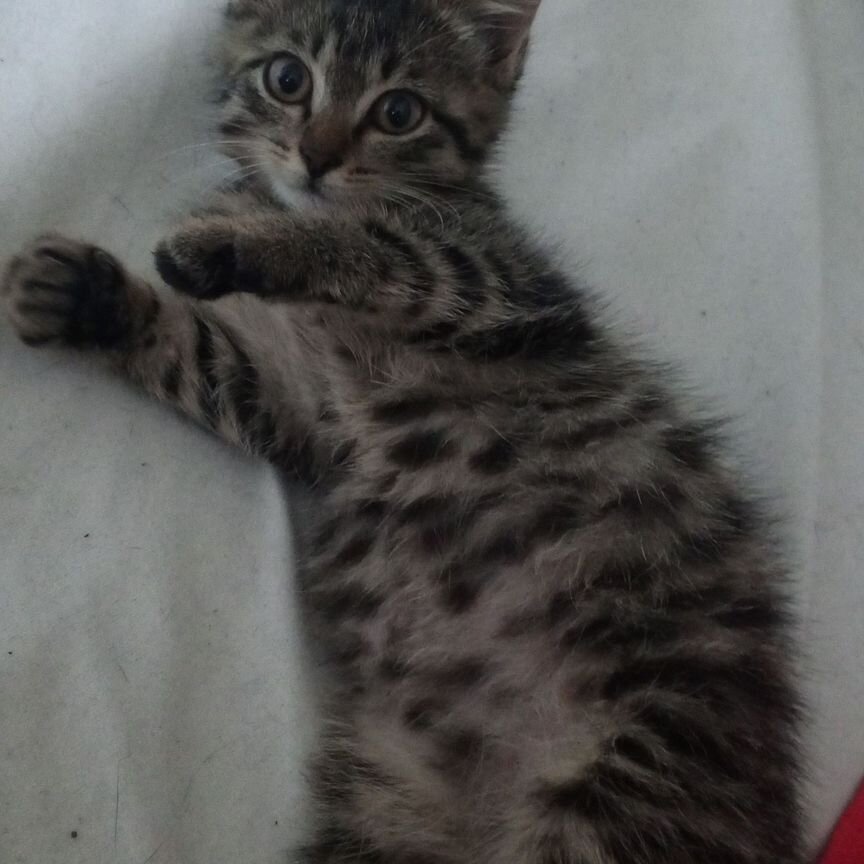 Котенок серенький