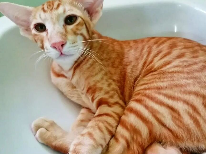 Ориентальный солнечный