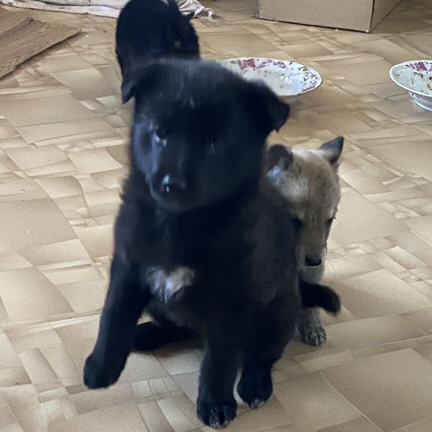 Щенок в добрые руки