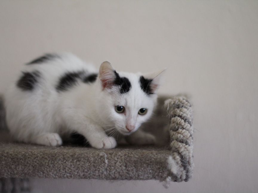 Котенок Мим