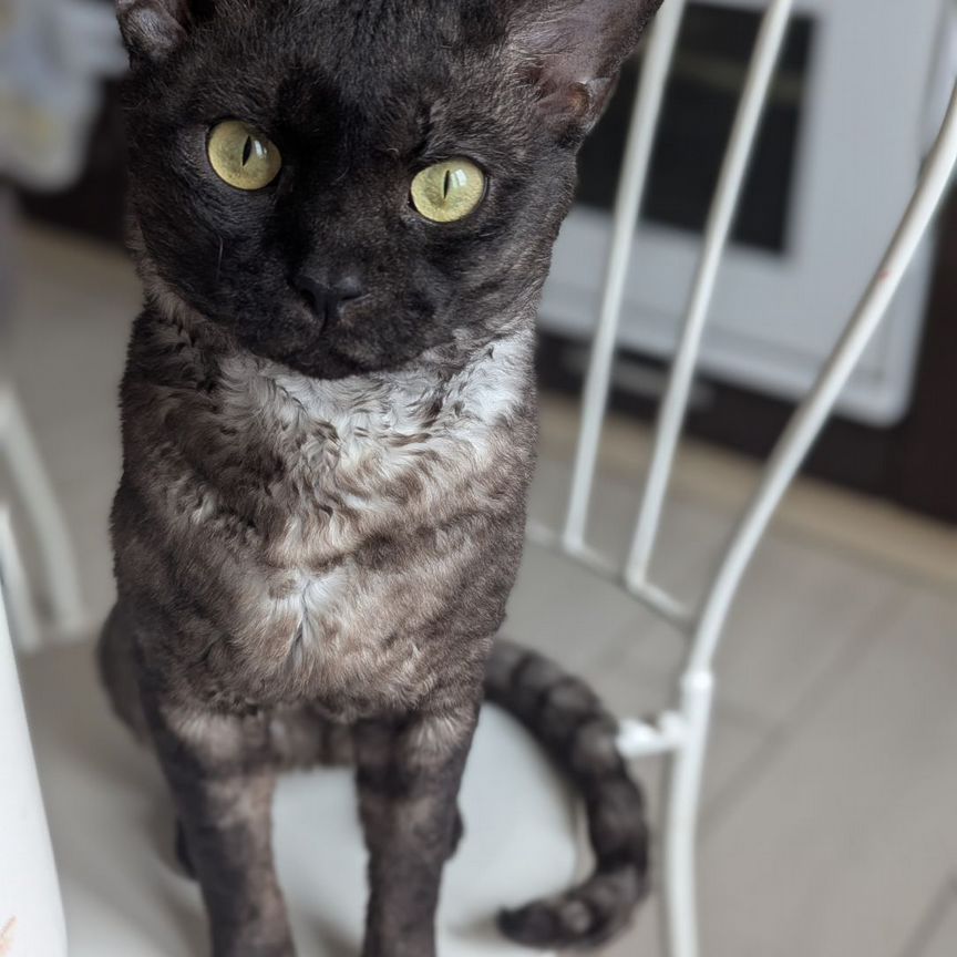 Кот ищет невесту на вязку