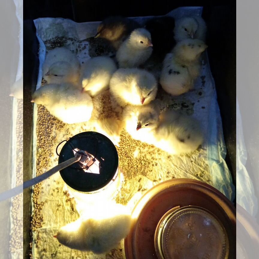 Цыплята суточные