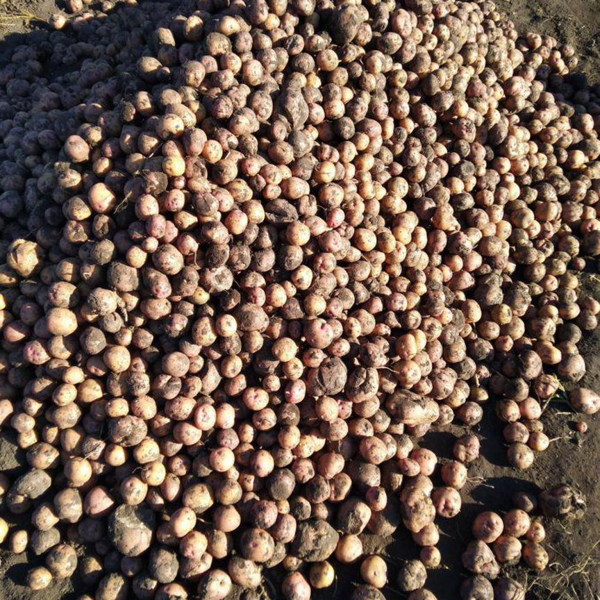 Продам картофель на корм скоту