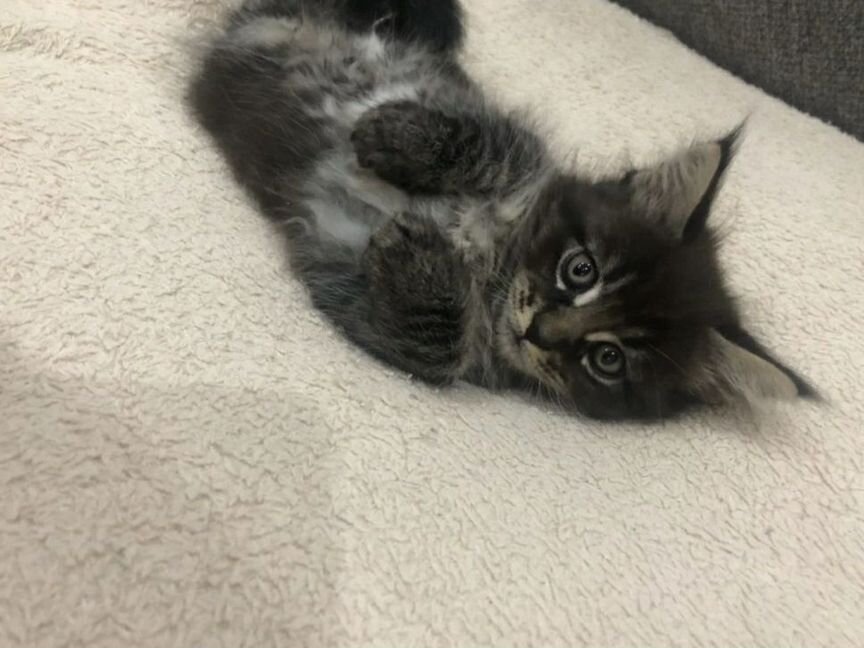 Разноцветные кунятки