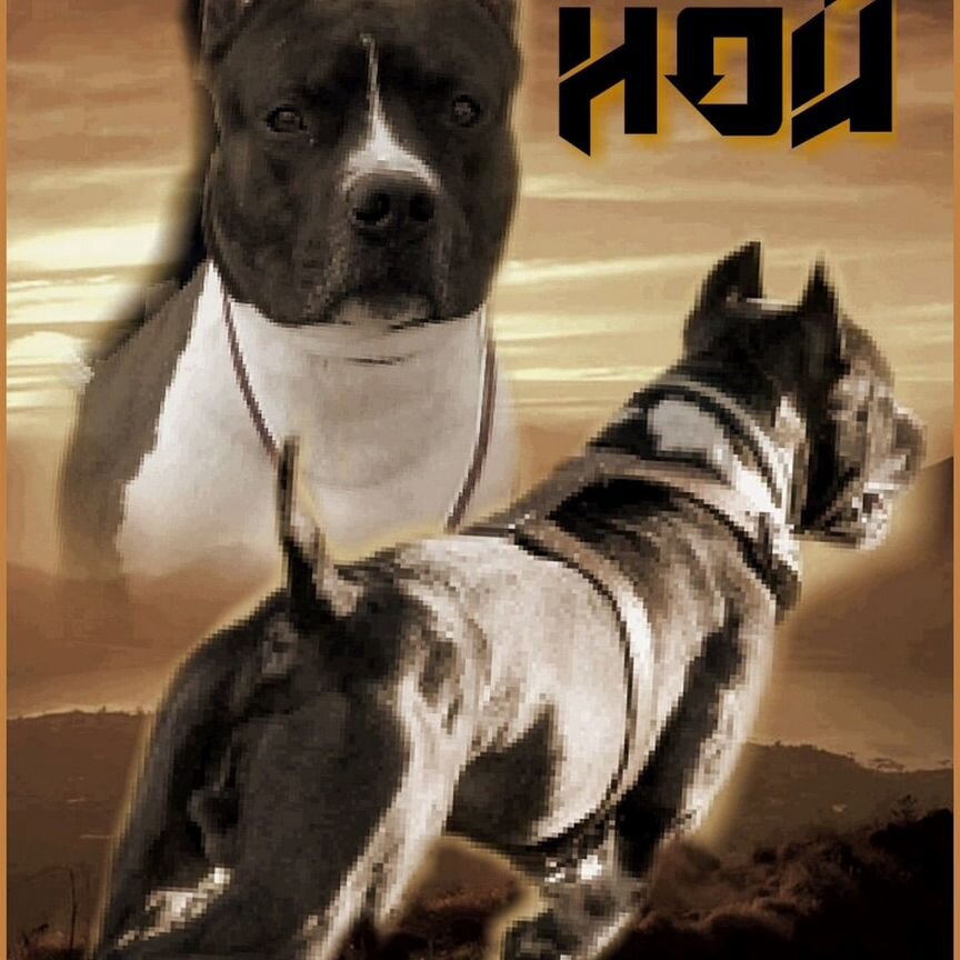 Щенки американского стаффордширского терьера