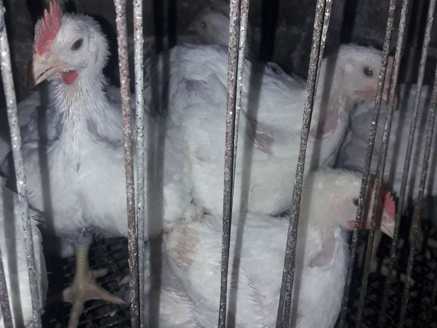 Бройлер кобб500