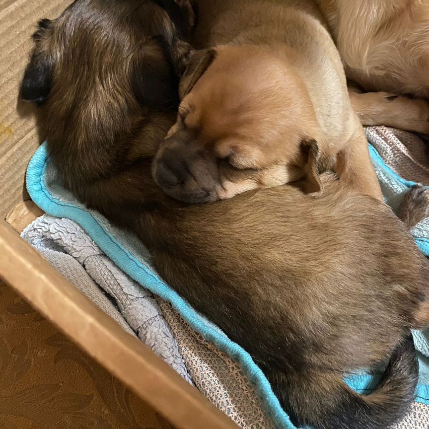 Той-терьер щенки девочка