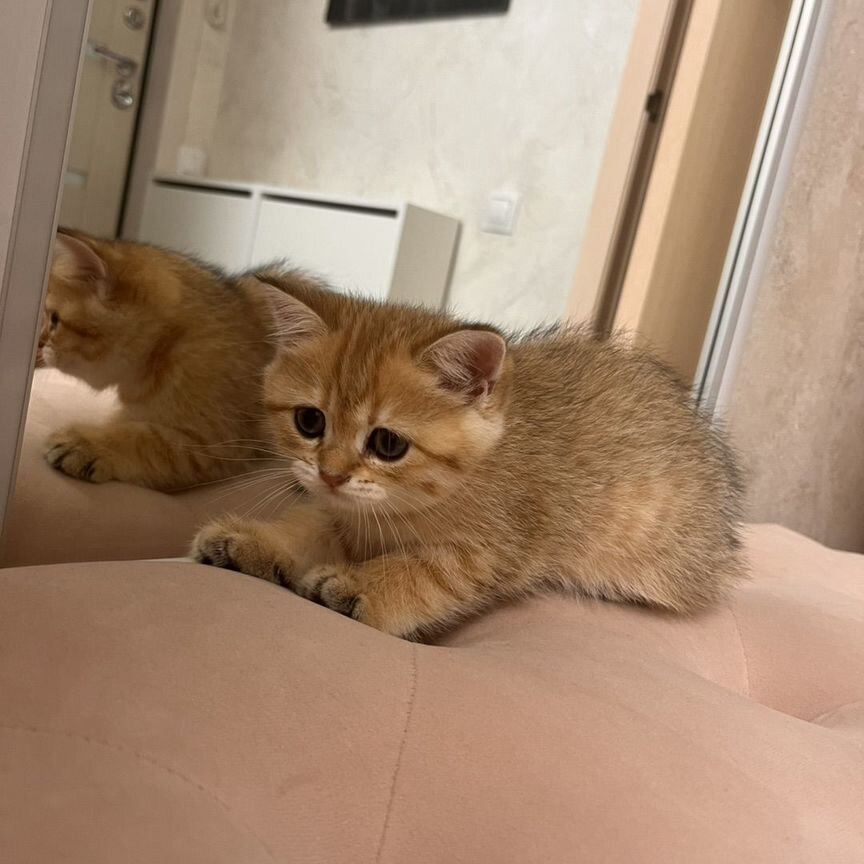 Котенок Британка золотая шиншилла
