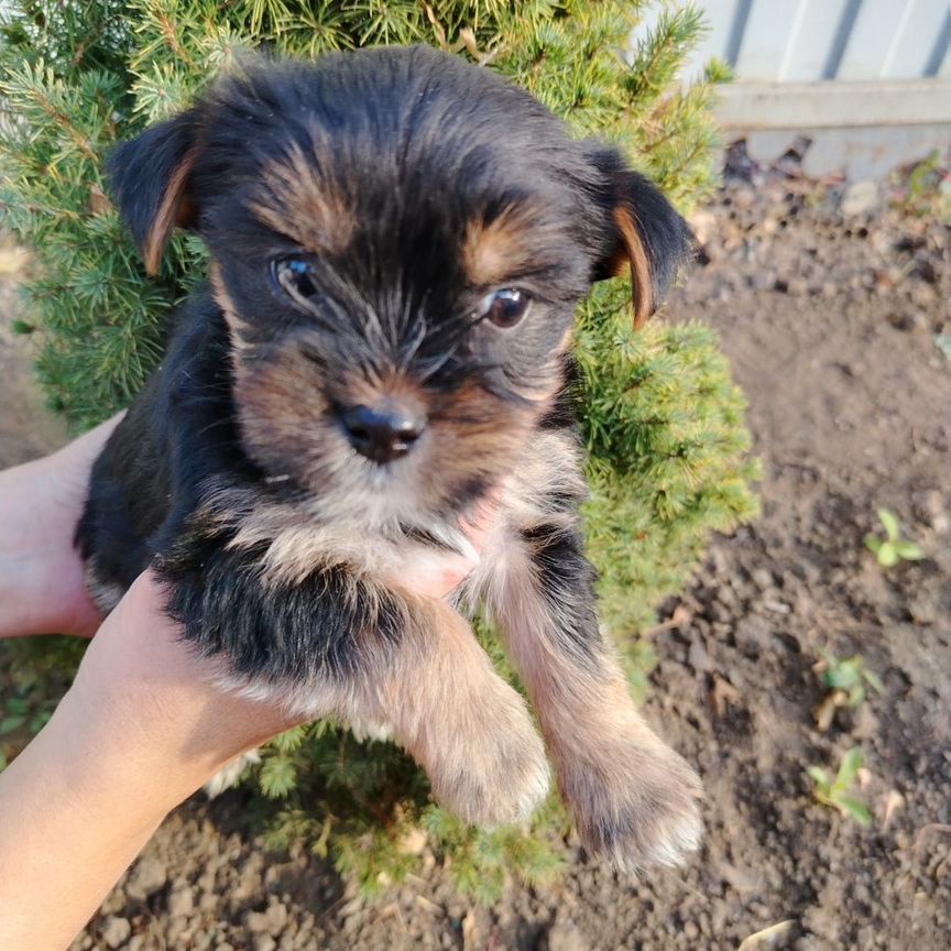 Йоркширский терьер щенки