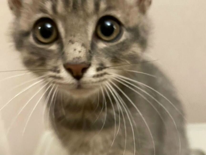 Котенок мальчик около 3 месяцев