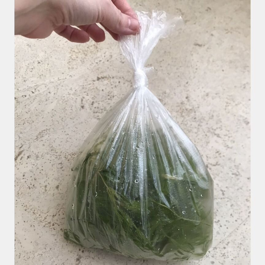 Водоросли для аквариума бесплатно