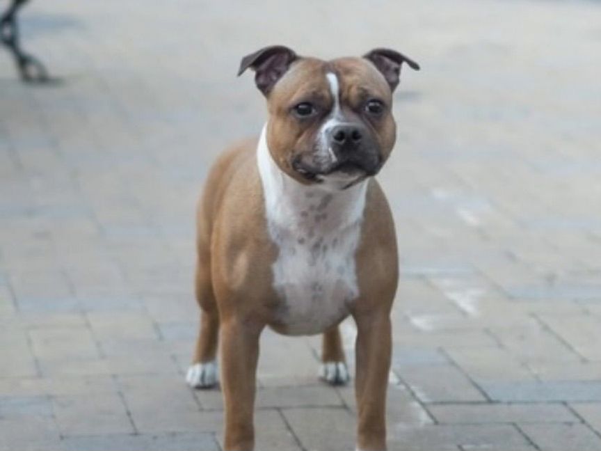 Английский Стаффордширский бультерьер