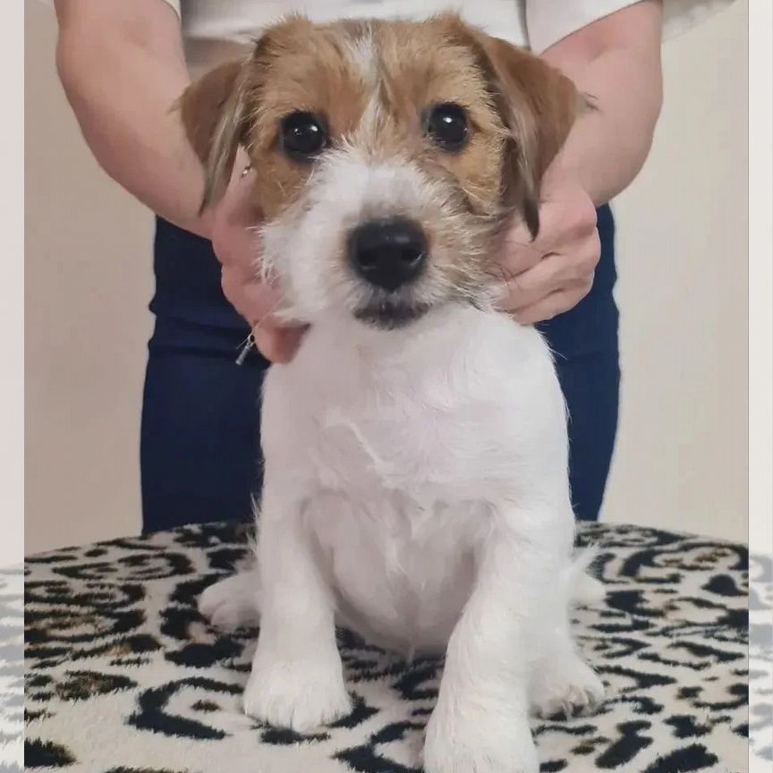 Джек-рассел-терьер, щенок