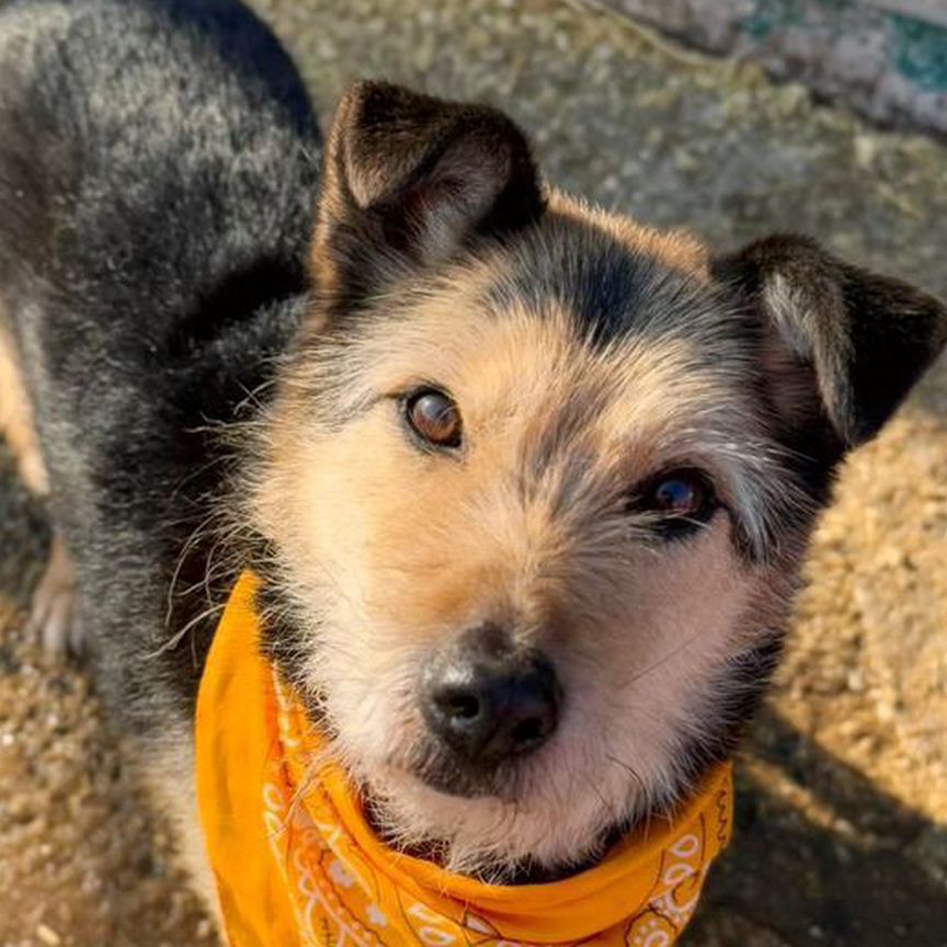 Собака Бредли в добрые руки Кобель палевый черный