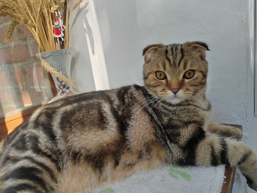 Котенок