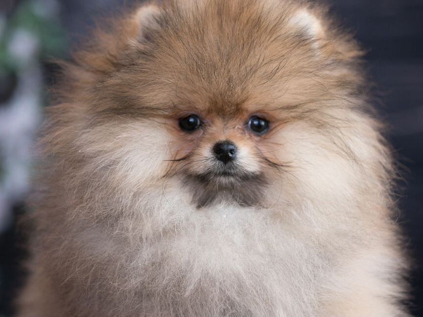 Померанский шпиц медвежьего типа