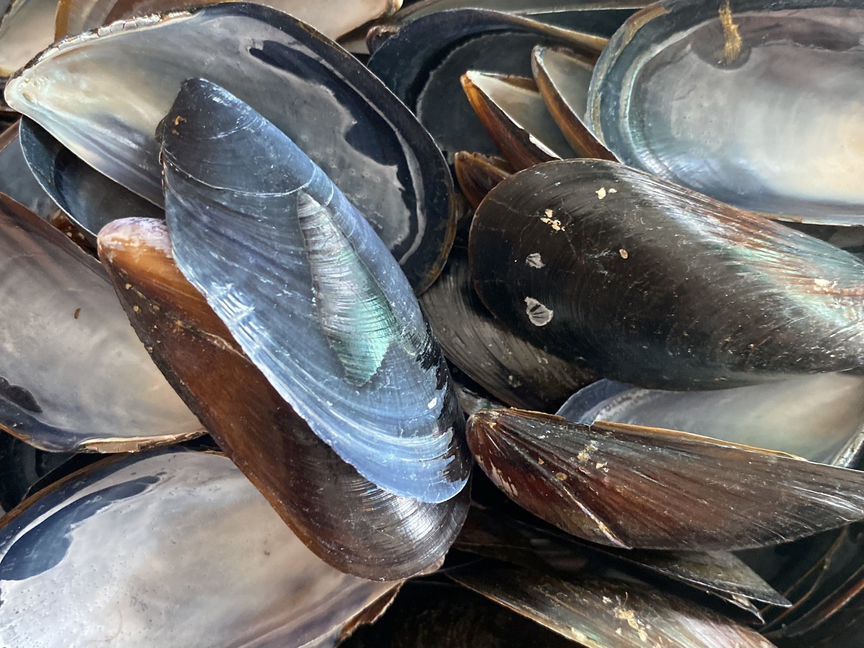 Ракушки мидий