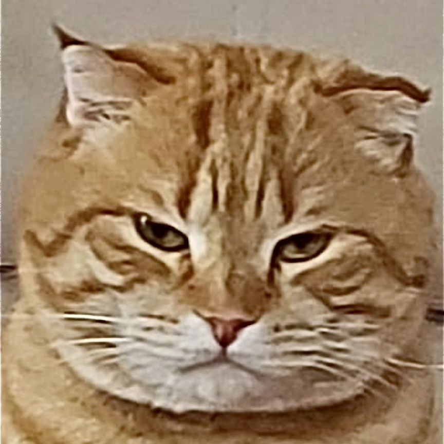 К вашему вниманию-Гарфилд(Шурик)