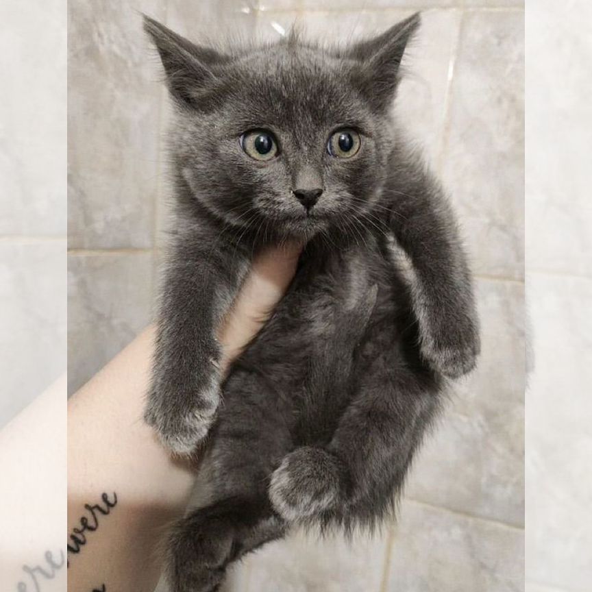 Британский короткошёрстный котёнок