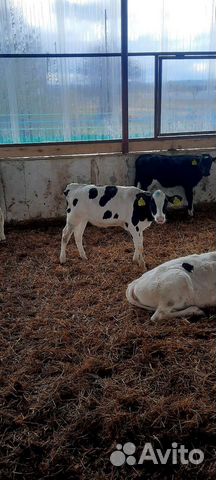 Телята бычки