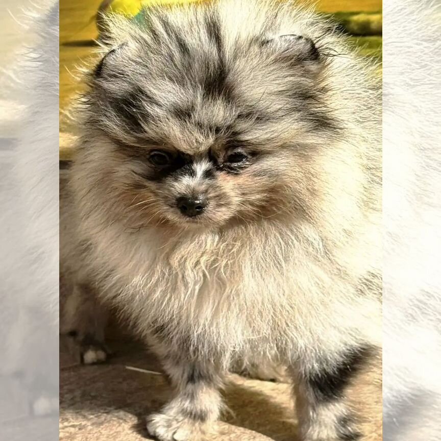 Померанский шпиц, щенок