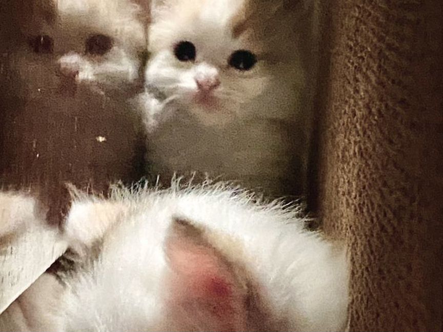 Котята ищут друзей
