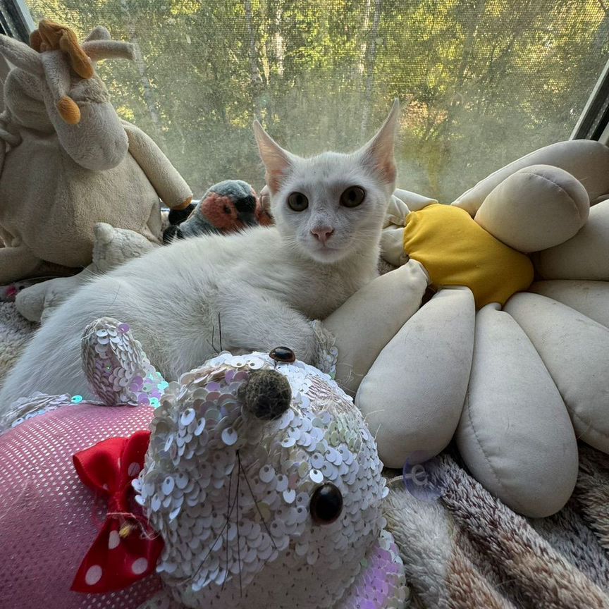 Котята в добрые руки