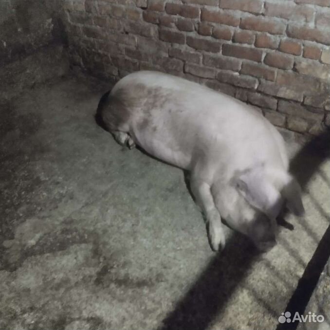 Свиньи живым весом. На мясо