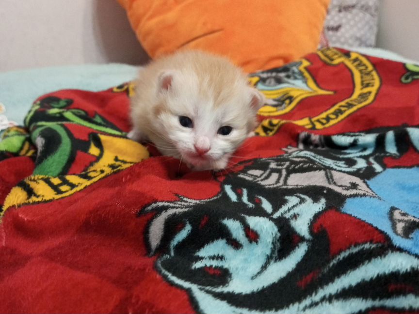 Котята один рыжий, второй светло рыжий, 3- серый