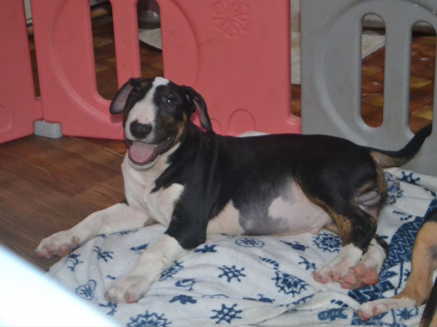 Стандартный бультерьер