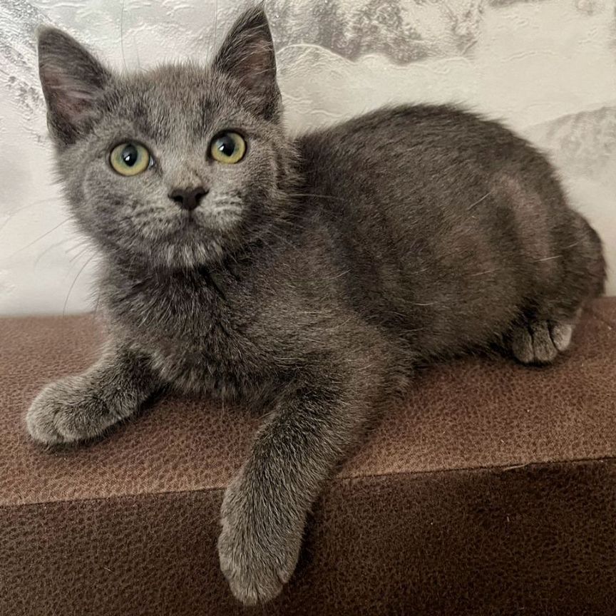 Котенок