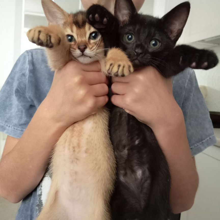 Черная абиссинская кошка