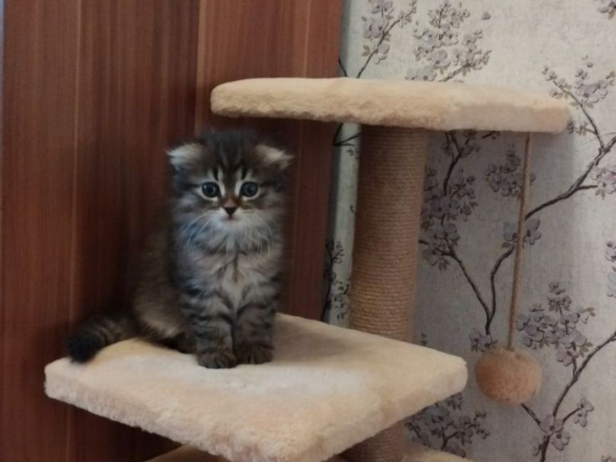 Вислоухий котёнок + всё необходимое