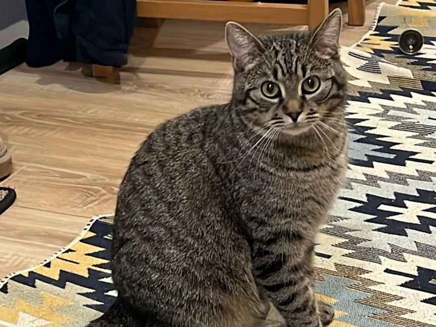 Котенок так и вырос ненужный
