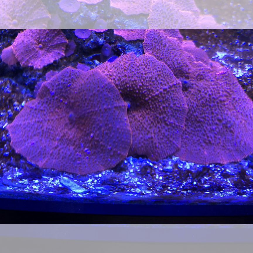 Дискоактиния красная для морского аквариума