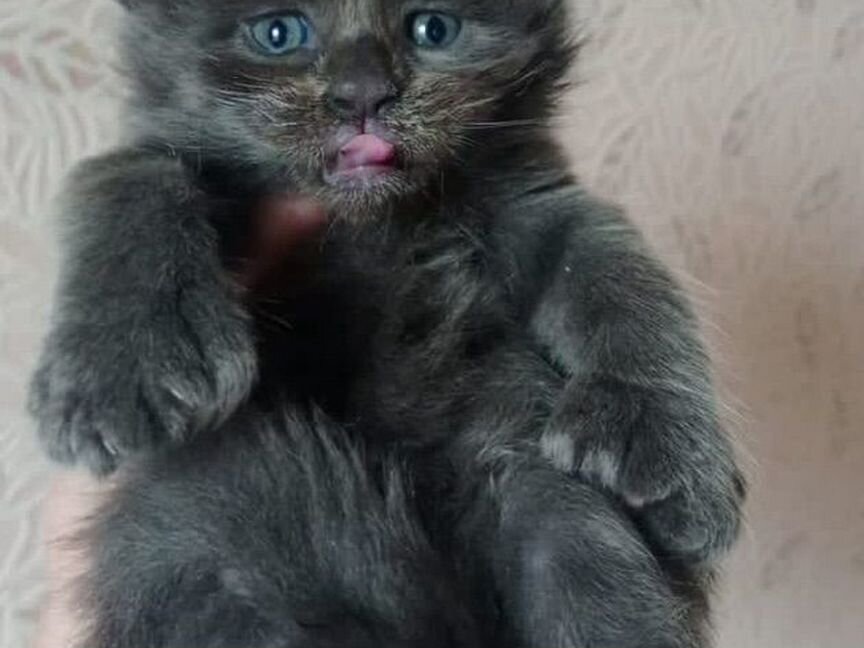 Коты полидакты