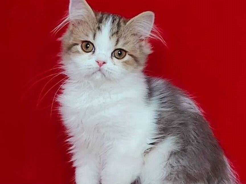 В добрые руки котик Тема