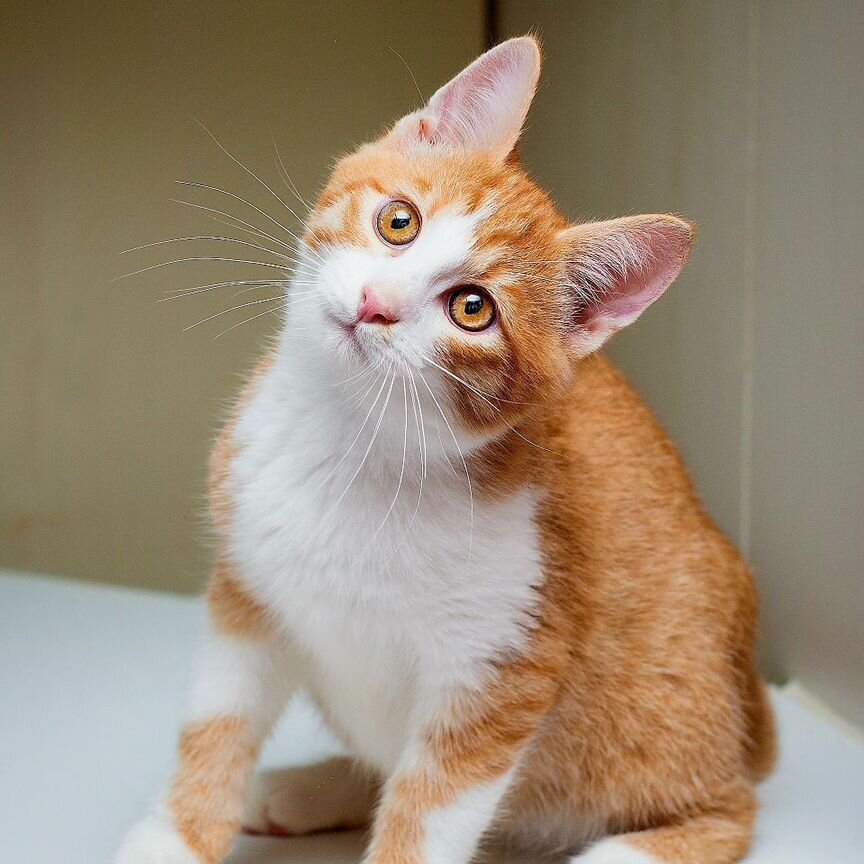 Рыжий котенок