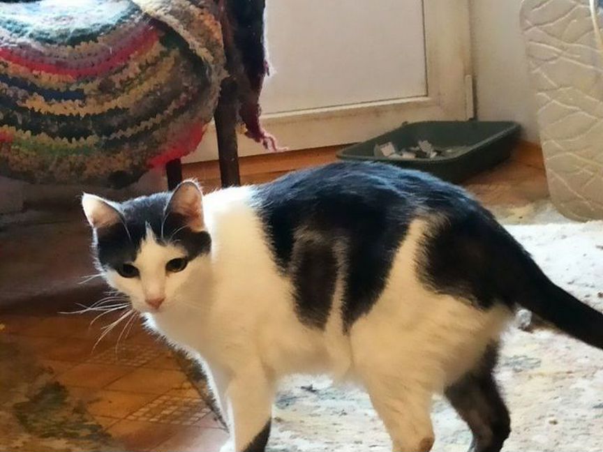 Котик в добрые руки