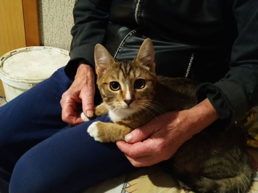 Кот "Тихон"