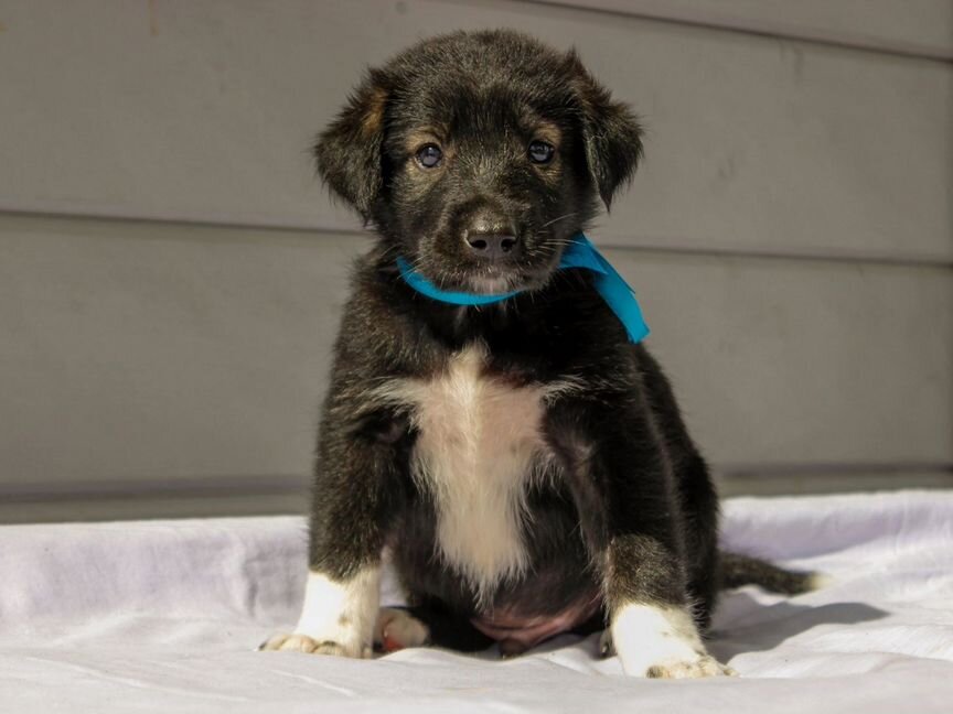 Супер милый щенок ищет дом в добрые руки