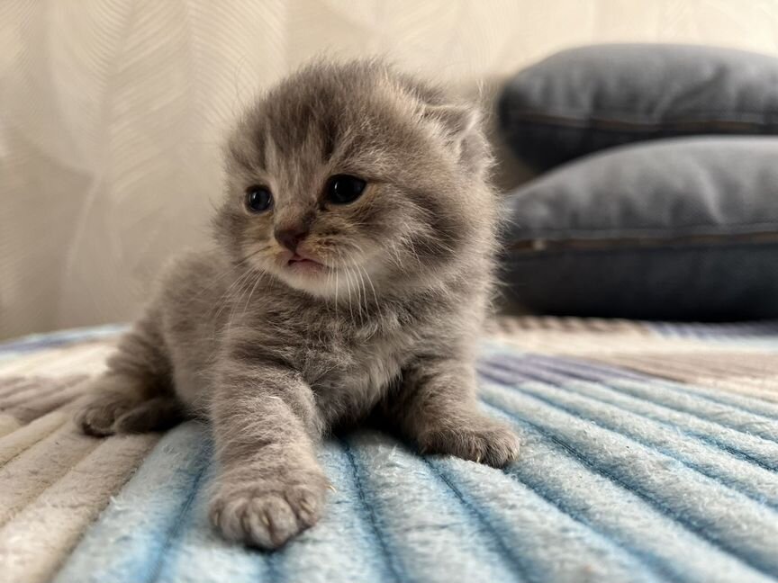 Британская вислоухая