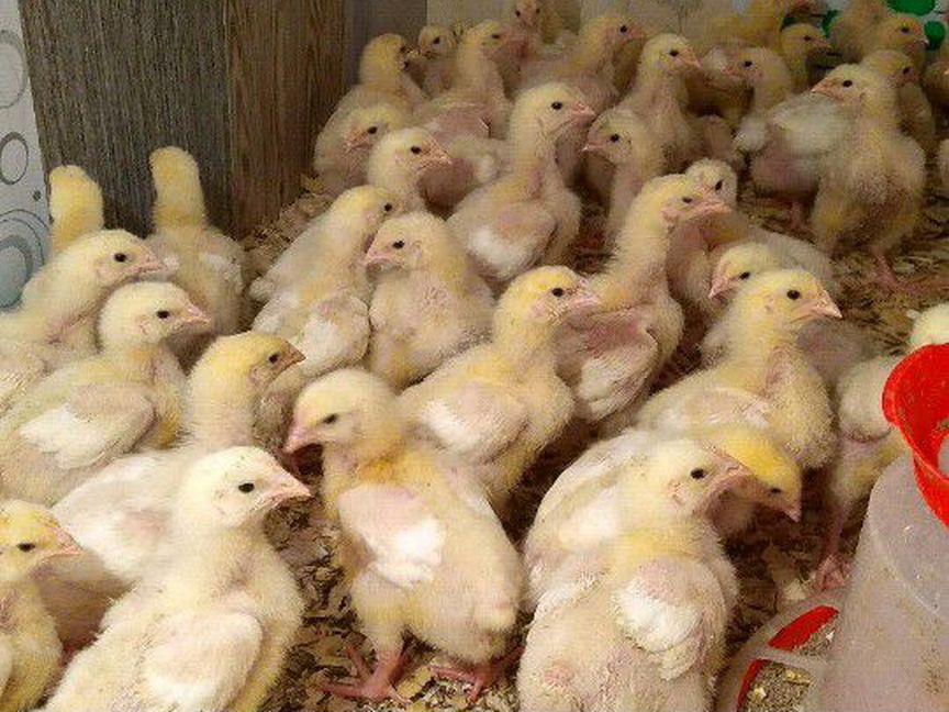 Цыплята бройлерн Росс 308