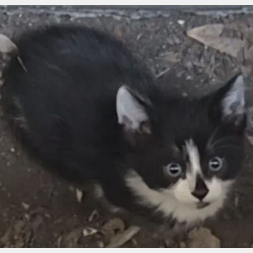 Котята в добрые руки бесплатно 2.5 месяца