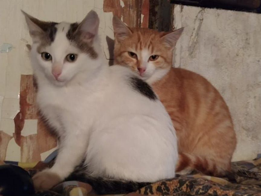 Кошка