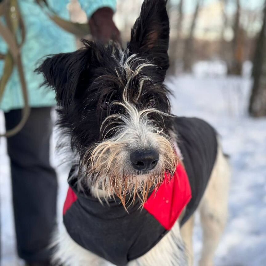 Бородатик из приюта бесплатно