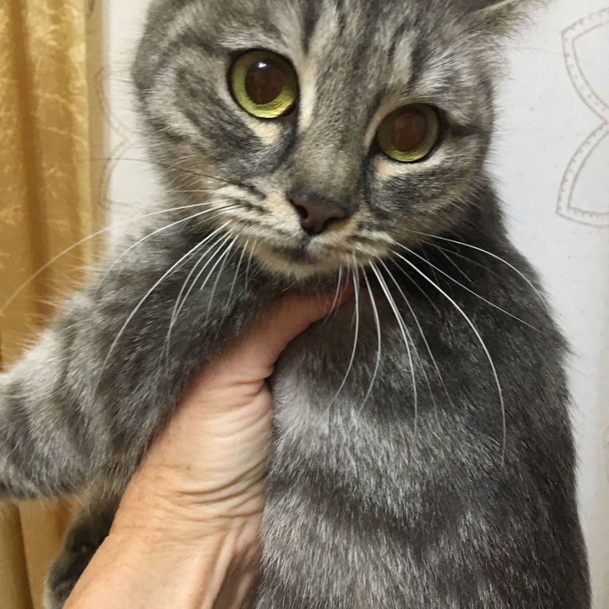 Чья кошка