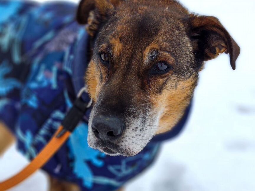 Не молодая собака из приюта в добрые руки